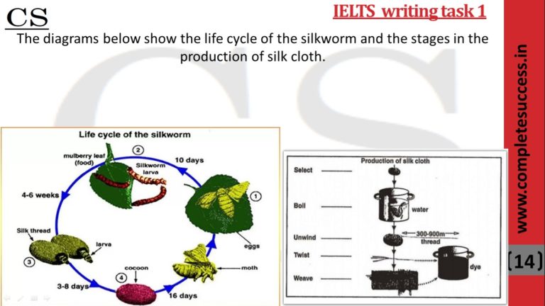 The diagrams below show the life cycle of the silkworm